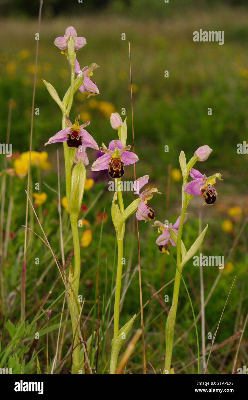 Ophrys apifera 'Bee Orchid' Stock Photo - Alamy