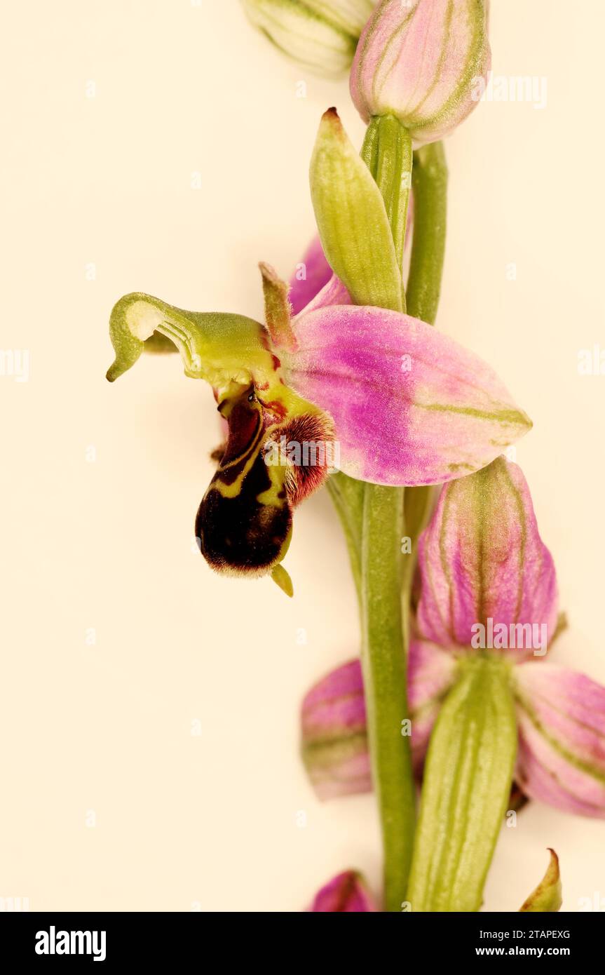 Ophrys apifera 'Bee Orchid' Stock Photo - Alamy