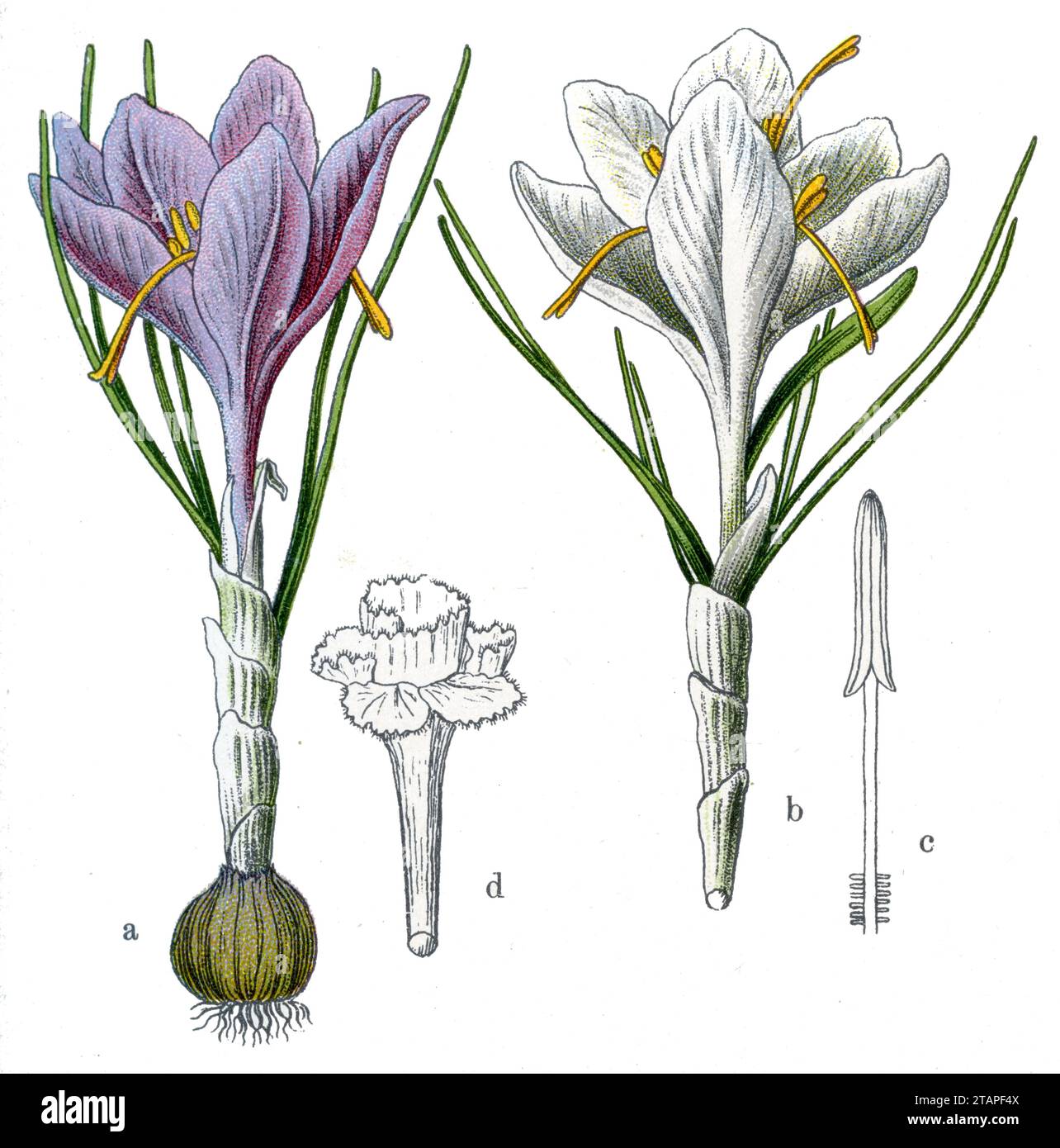 Dutch botany book hi-res stock photography and images - Alamy