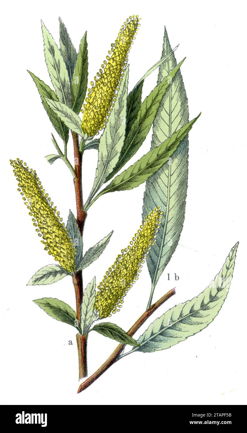 Salix fragilis Salix fragilis, (botany book, 1909), Bruch-Weide Stock ...