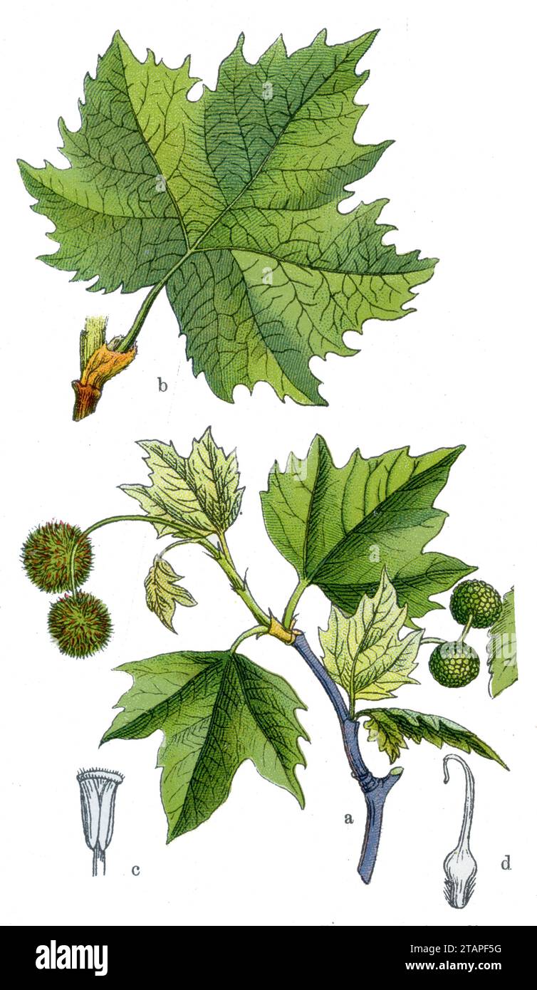 Platanus orientalis Platanus orientalis, (botany book, 1909 ...