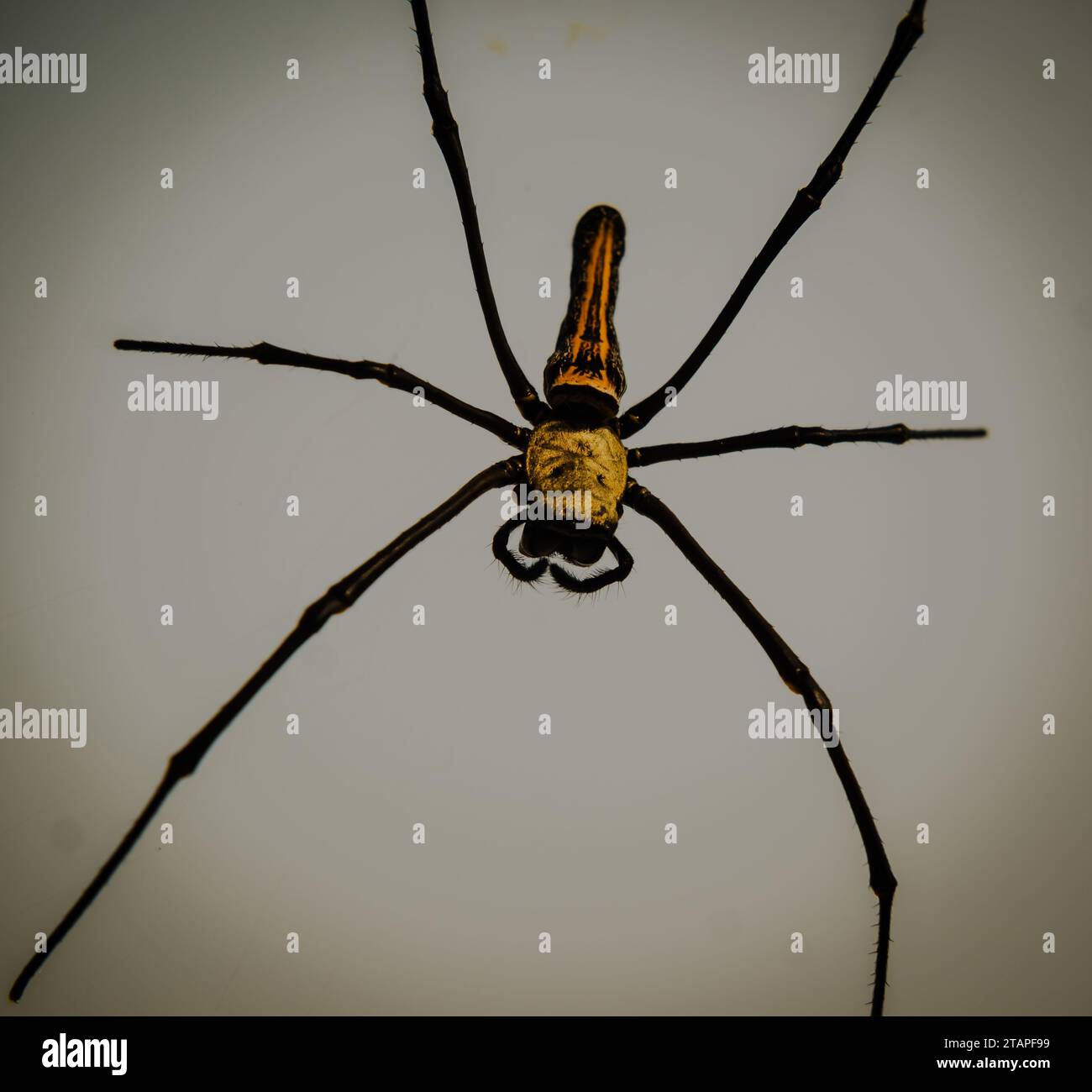 spider with web Stock Photo - Alamy