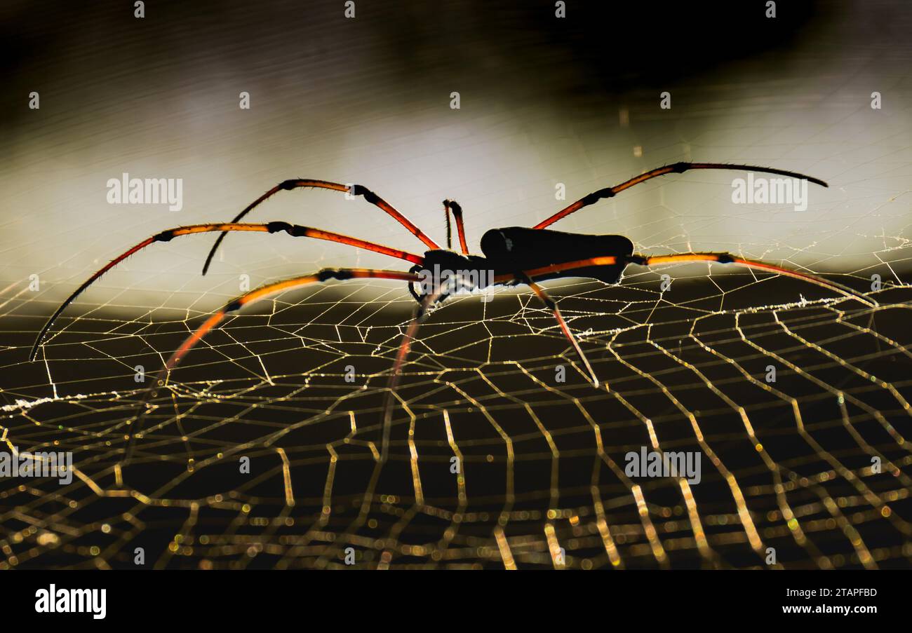 Black and gold garden spider hi-res stock photography and images - Alamy