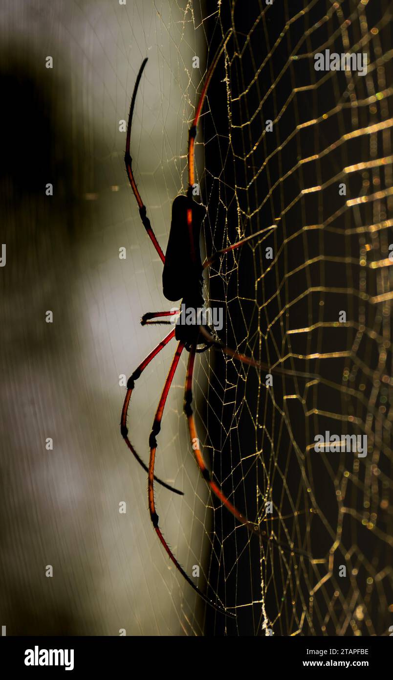 Golden Silk Orb Weaver Spider or Banana Spider or Giant Wood Spider ...