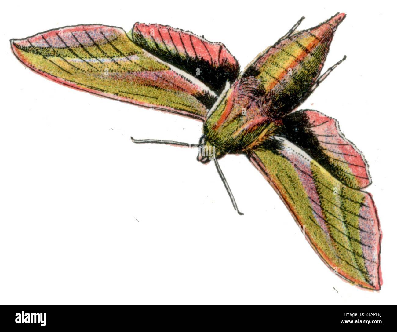 privet hawk-moth Sphinx ligustri, Millot, Adolphe (1857-1921 ...