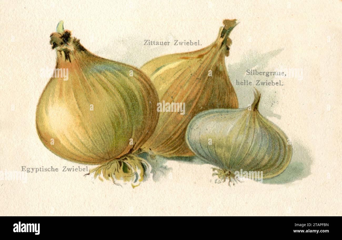 Allium cepa drawing hi-res stock photography and images - Alamy