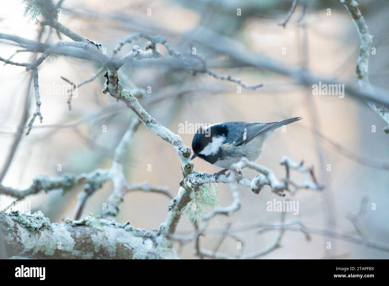 Coal tit a.k.a. Periparus ater on a tree in winter Stock Photo - Alamy