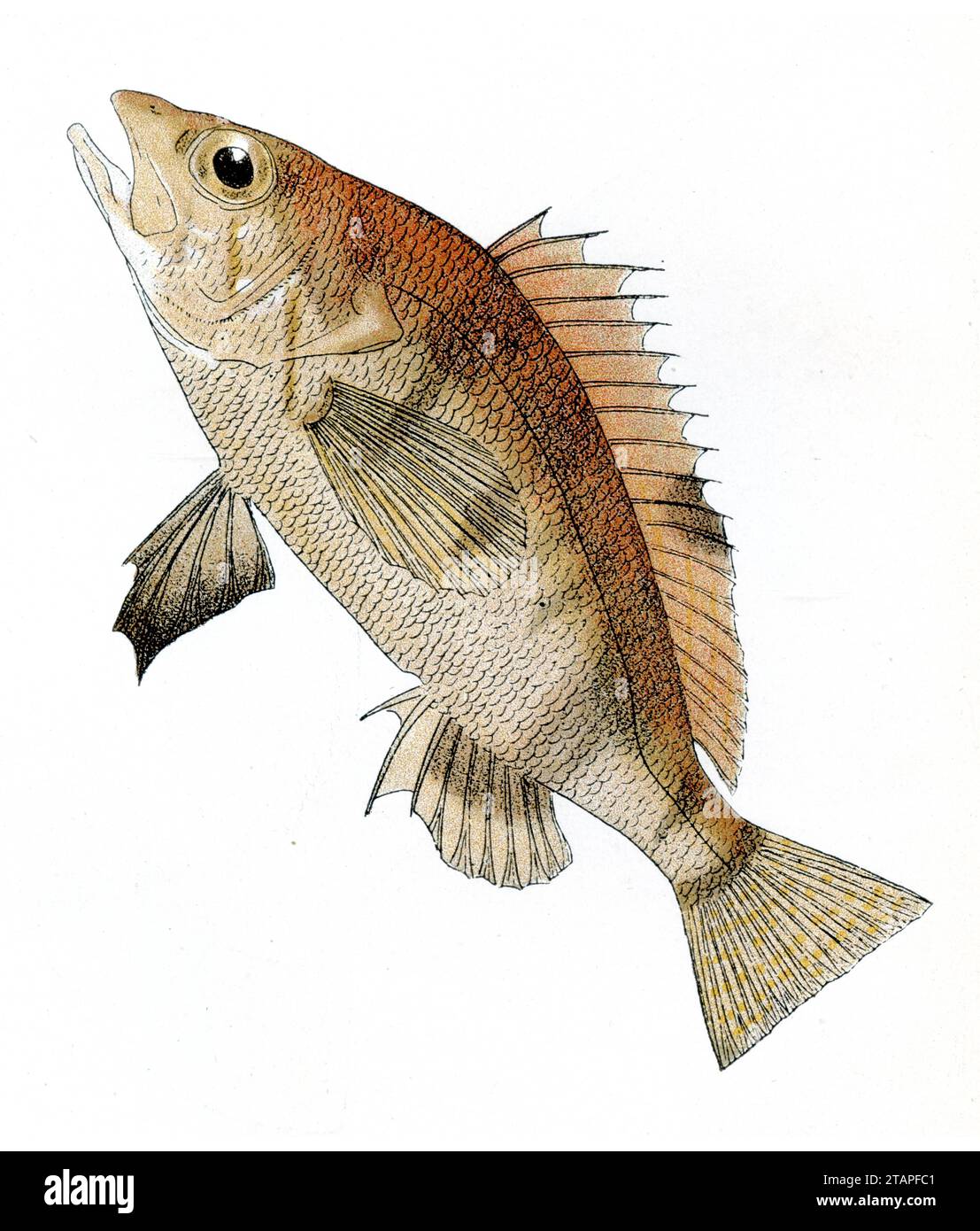 Brown Comber Serranus hepatus, (zoology book, 1909), Brauner Sägebarsch ...
