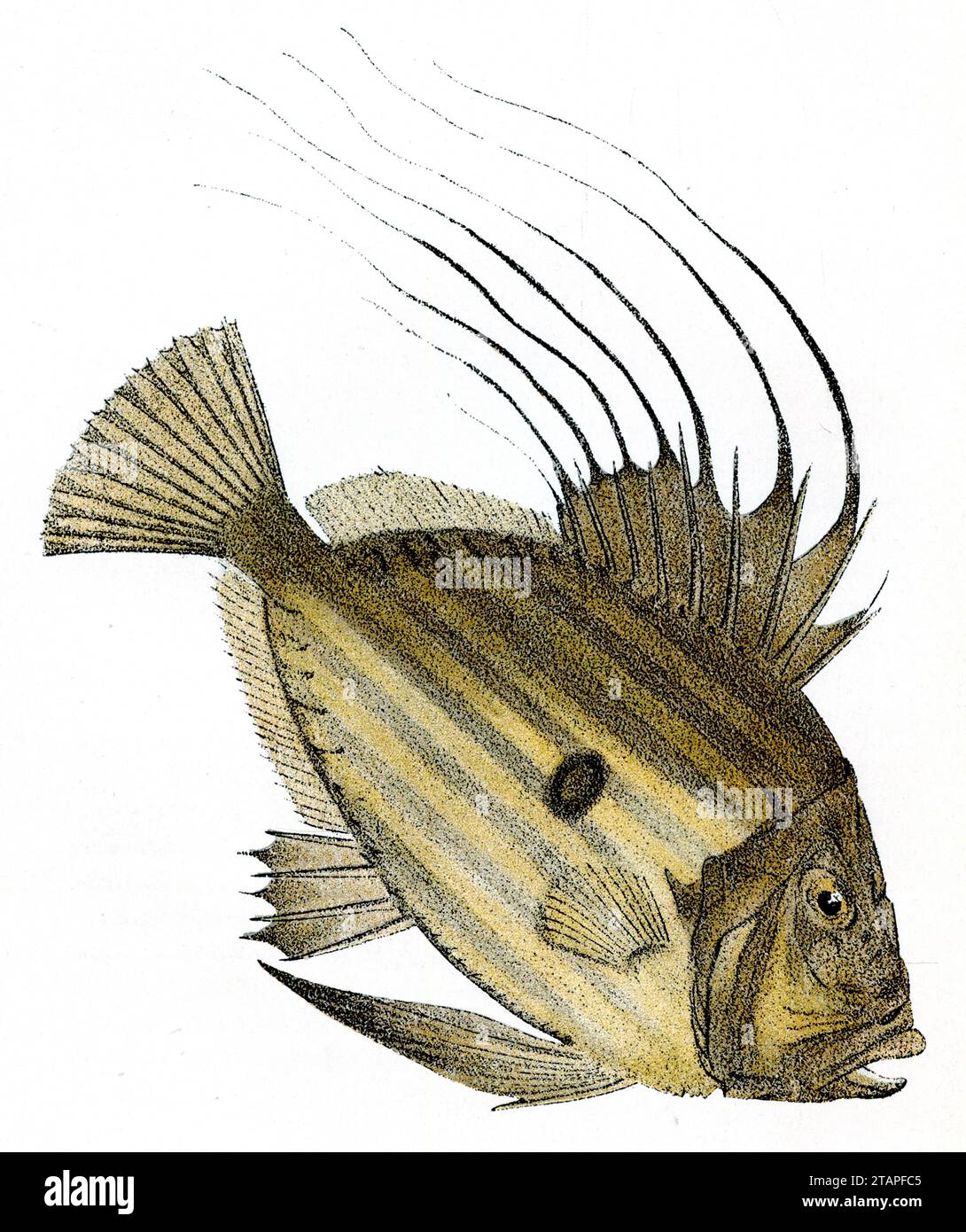 Dory Zeus faber, (zoology book, 1909), Petersfisch Stock Photo - Alamy