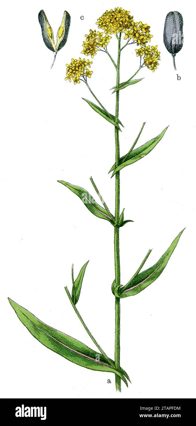 Woad historical hi-res stock photography and images - Alamy