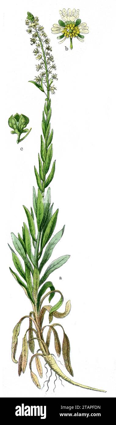 weld Reseda luteola, (botany book, 1909), Färber-Wau Stock Photo - Alamy