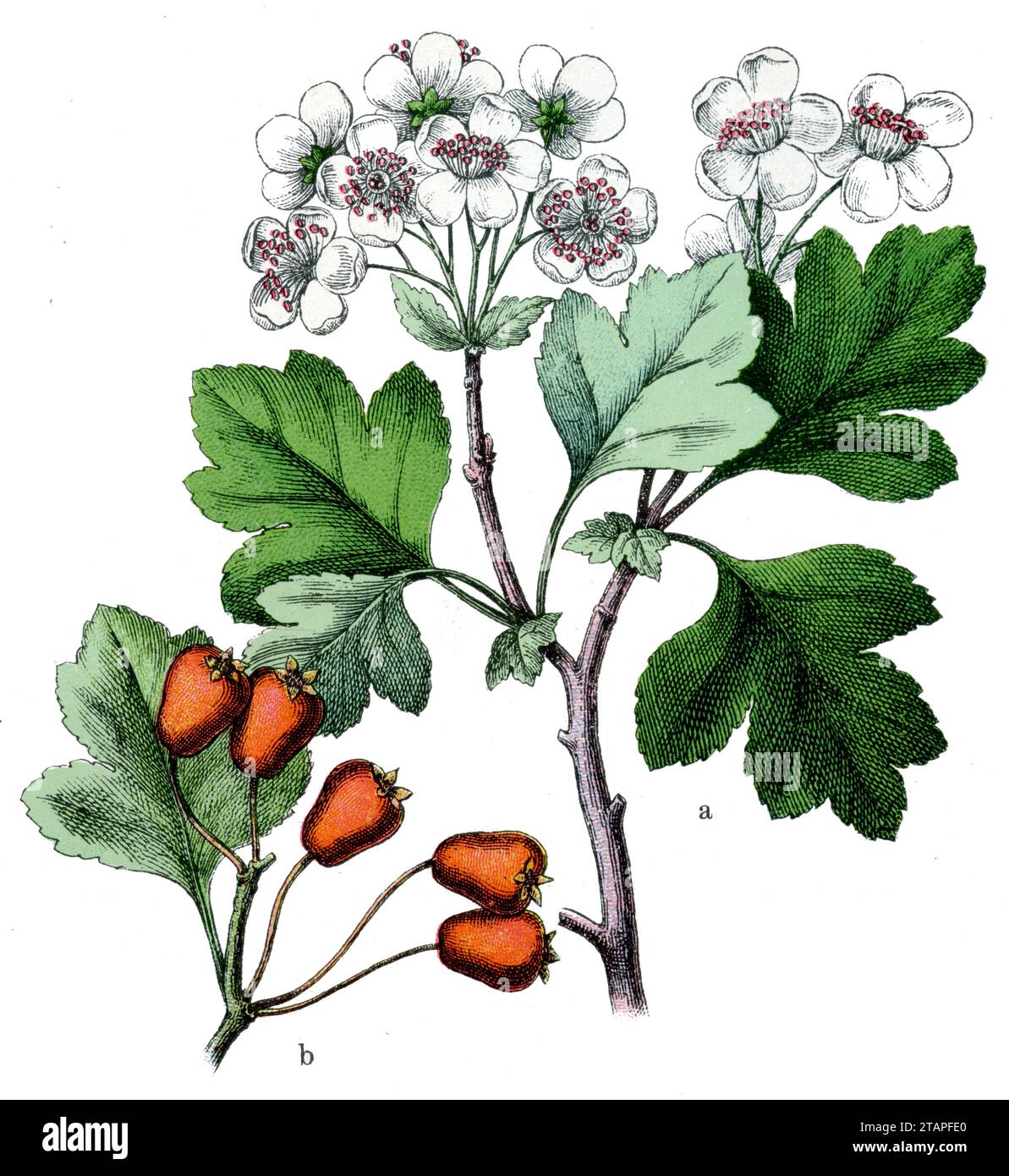 midland hawthorn Crataegus laevigata, (botany book, 1909 ...