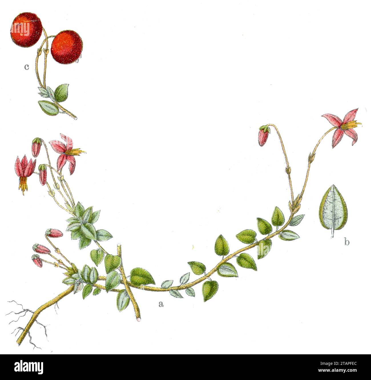 small cranberry Vaccinium oxycoccos, (botany book, 1909), Moosbeere ...
