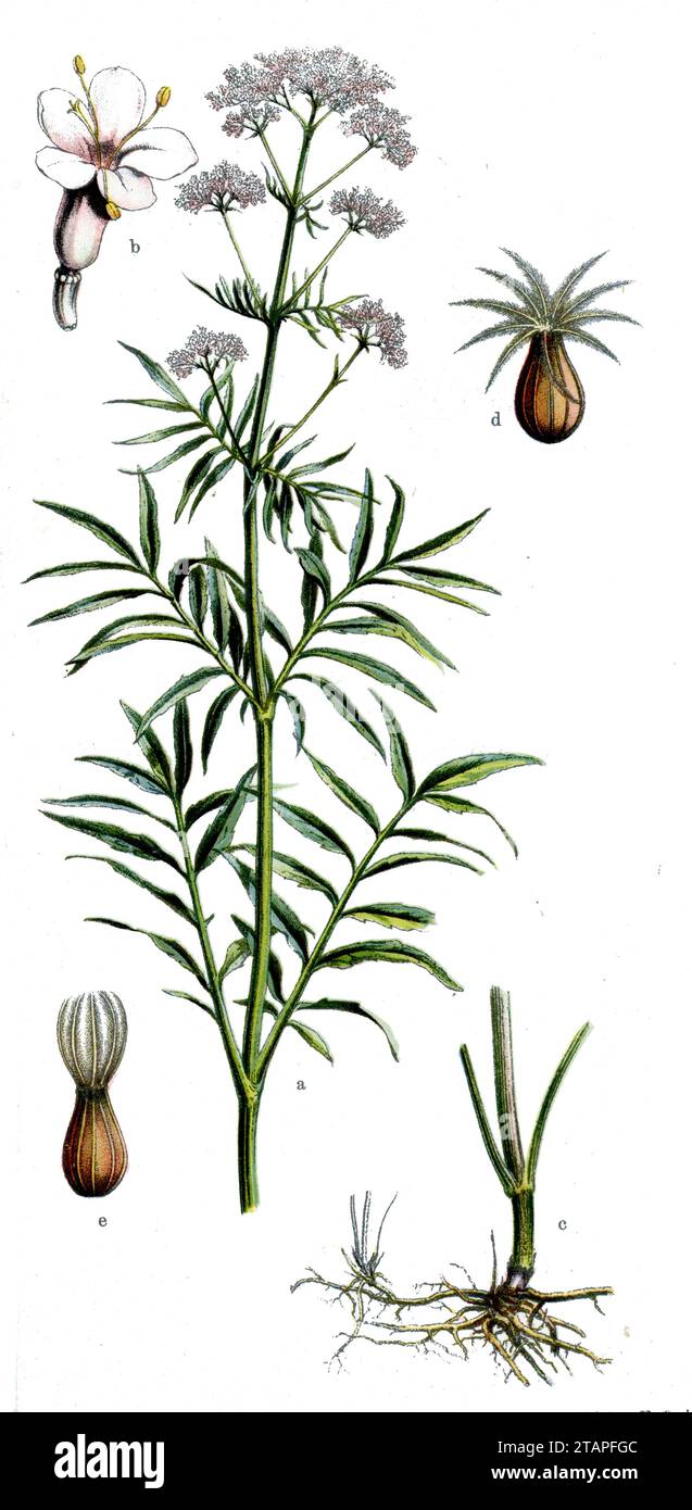 Baldrian hi-res stock photography and images - Alamy