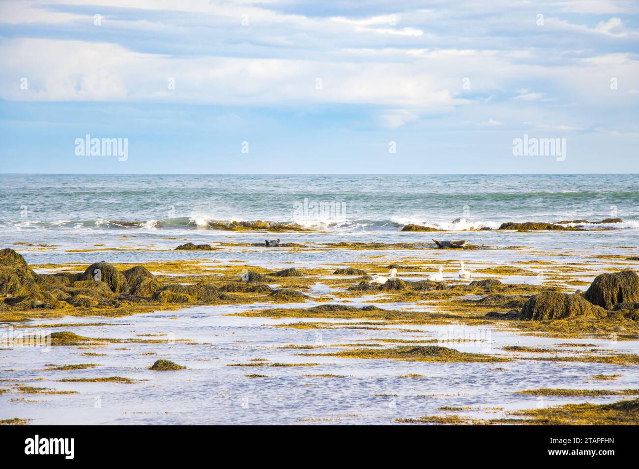 Beautiful Swan Birds and Seal seen in the distant in the Atlantic Ocean ...