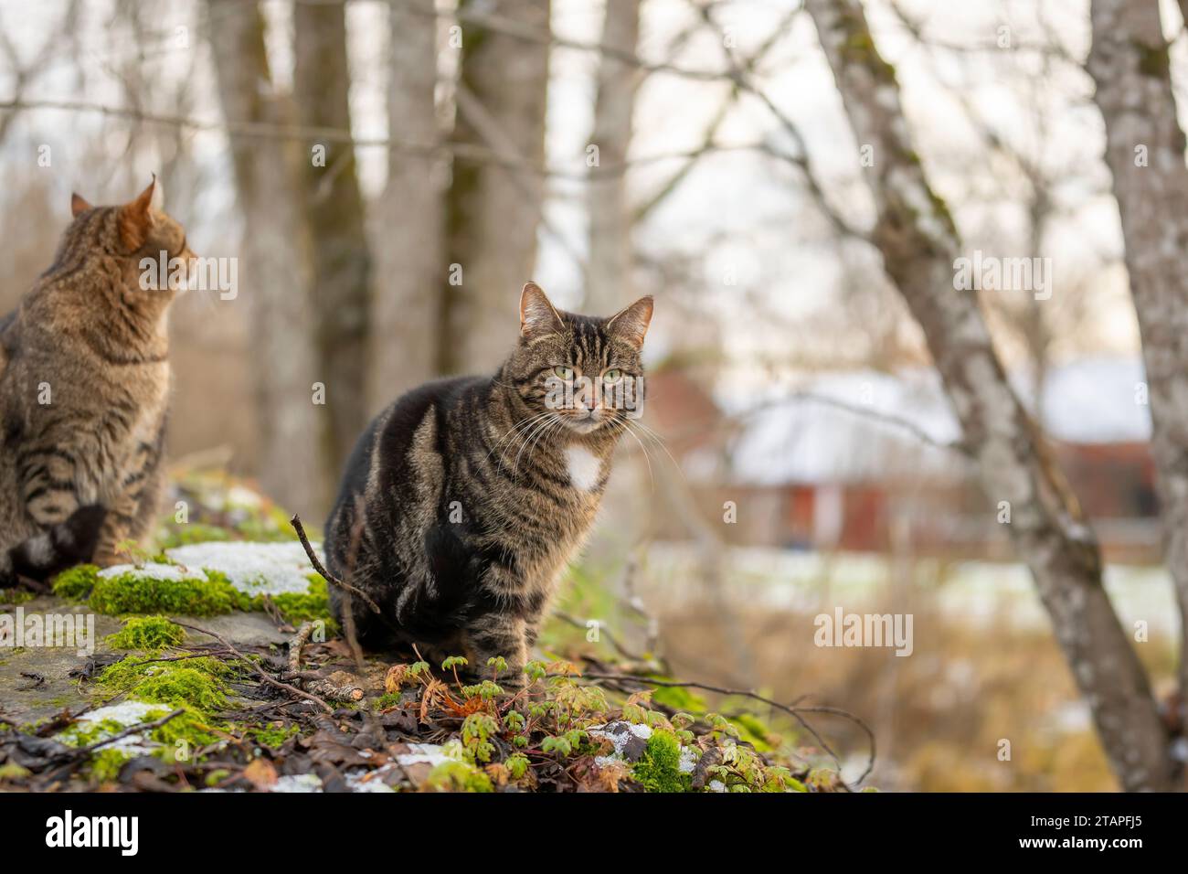 Cats in the countryside hi-res stock photography and images - Alamy