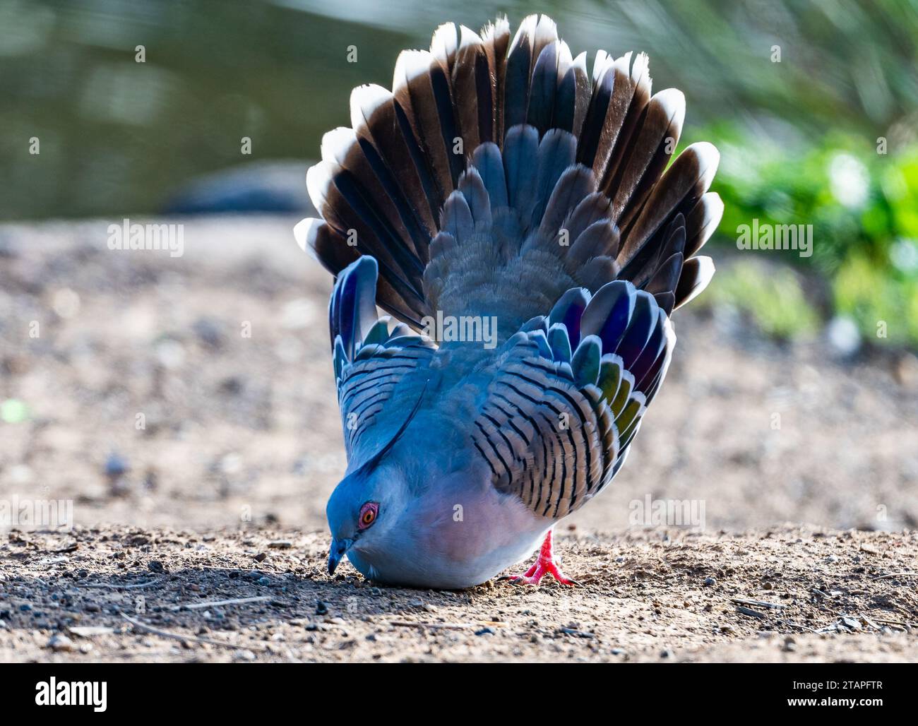Courtship display birds hi-res stock photography and images - Alamy