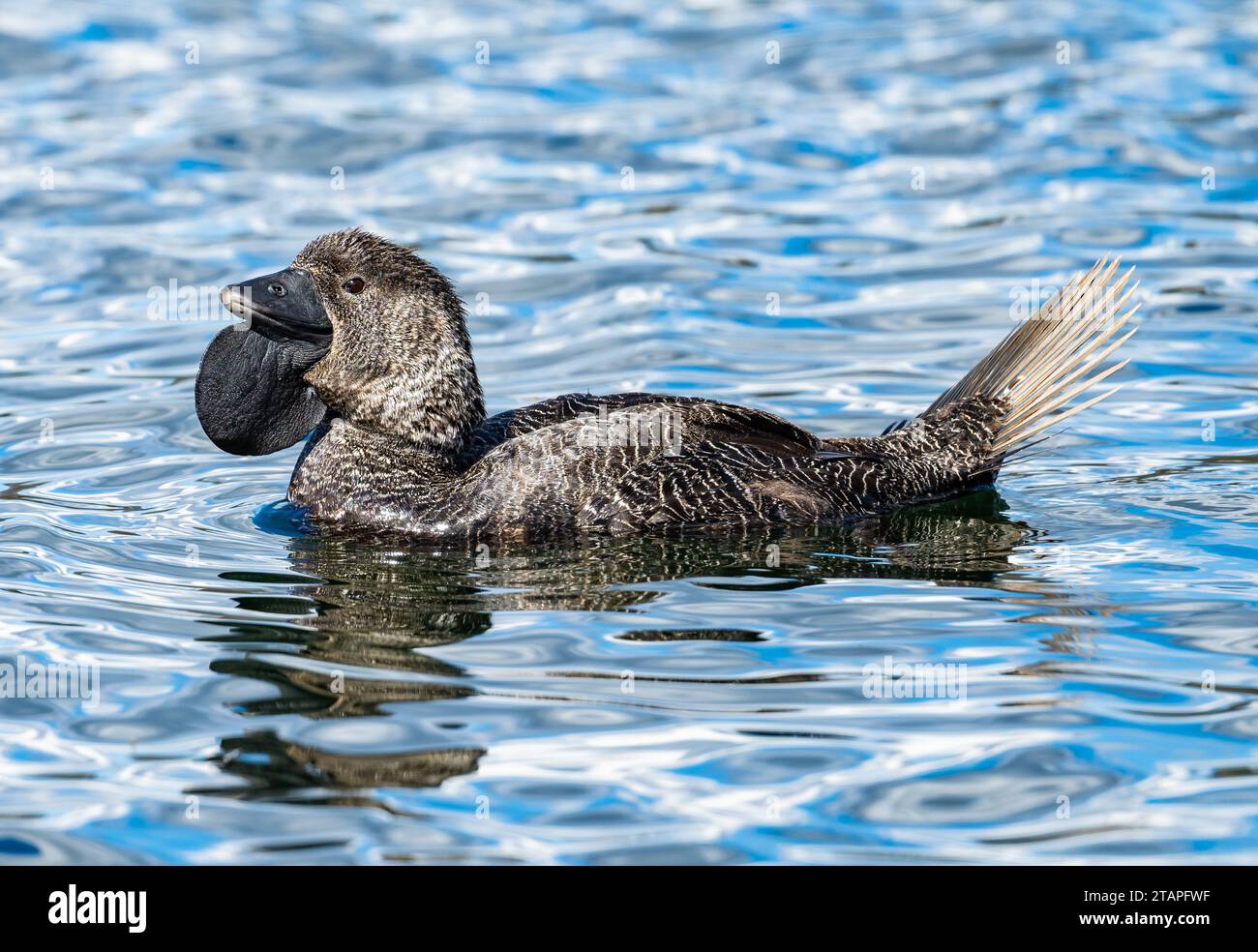 A male Musk Duck (Biziura lobata) with a strange skin lobe, swimming in ...