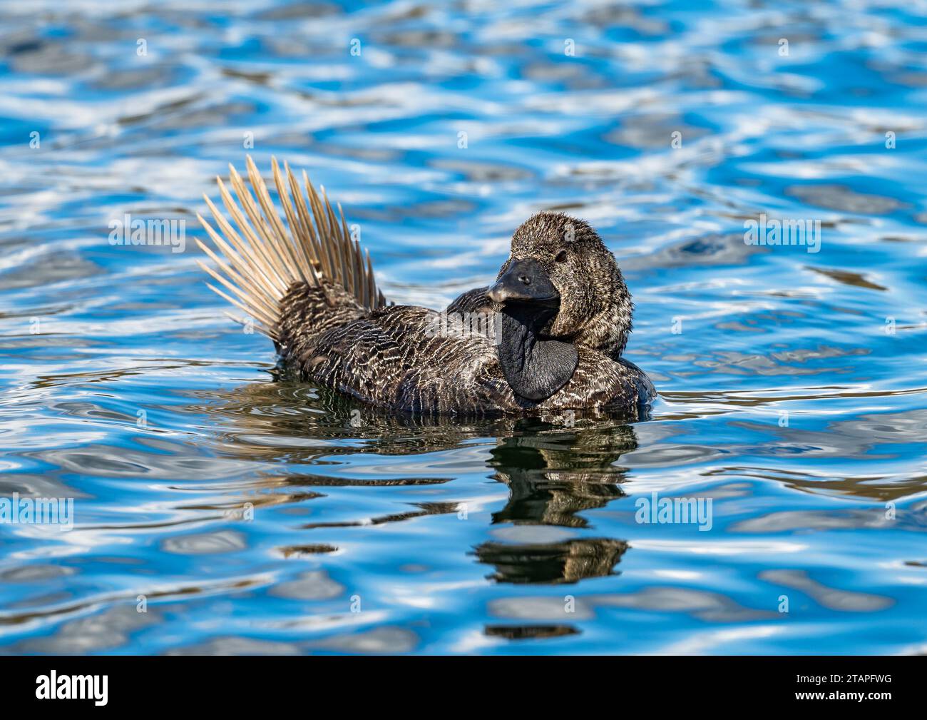 A male Musk Duck (Biziura lobata) with a strange skin lobe, swimming in ...