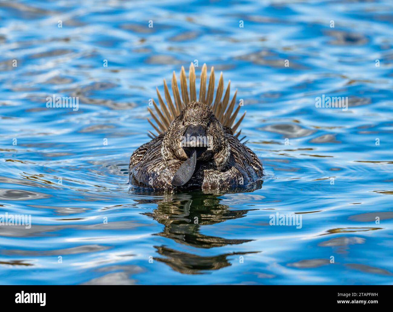 A male Musk Duck (Biziura lobata) with a strange skin lobe, swimming in ...
