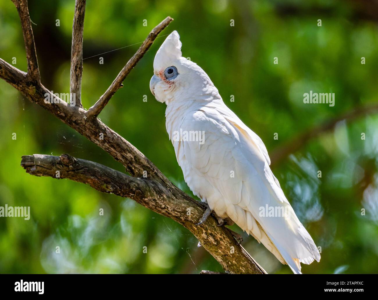 A Little Corella (Cacatua sanguinea) perched on a branch. New South ...