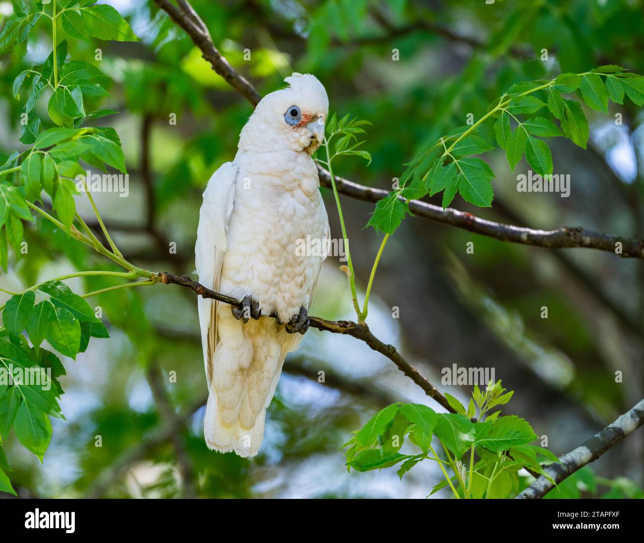 A Little Corella (Cacatua sanguinea) perched on a branch. New South ...