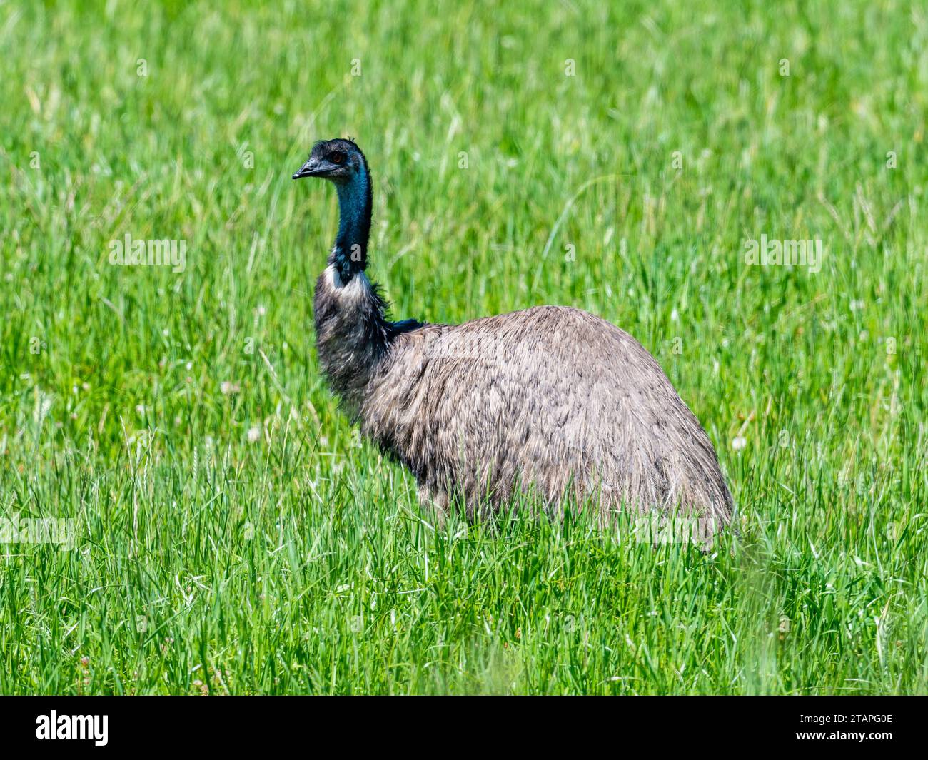 Australian tall grass hi-res stock photography and images - Alamy