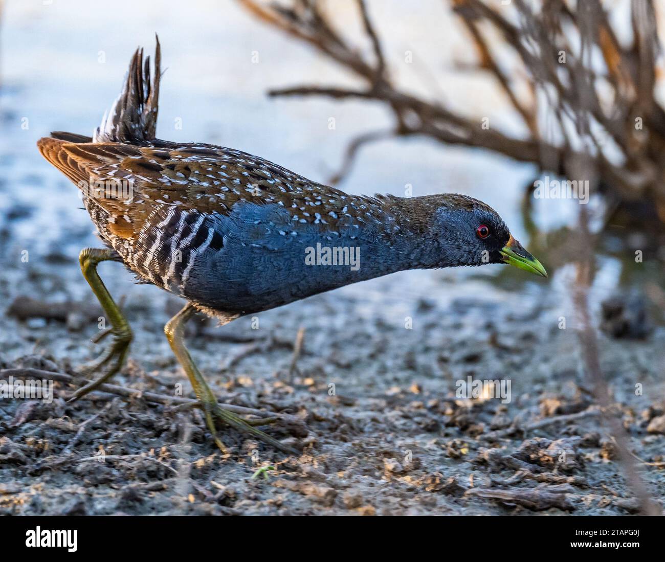 Porzana hi-res stock photography and images - Alamy