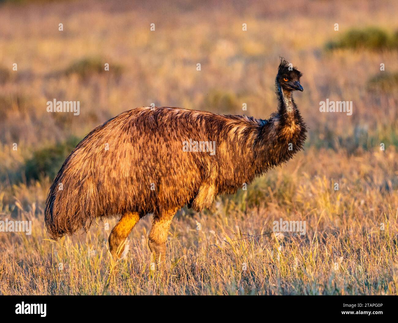 An Emu (Dromaius novaehollandiae) wandering in tall grass. New South ...