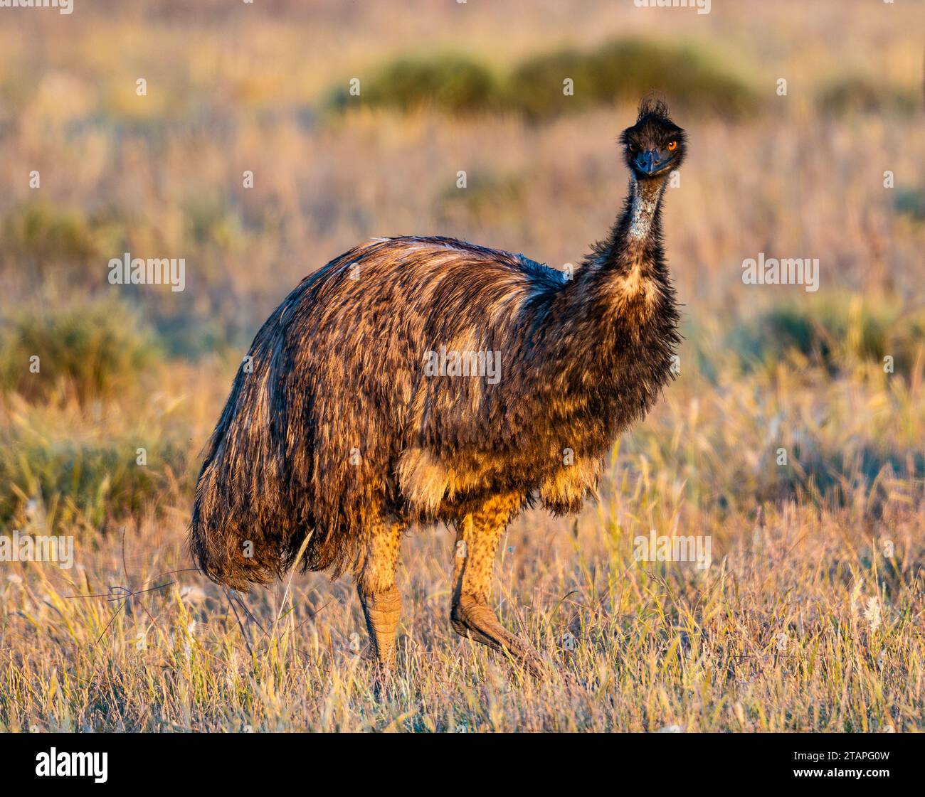 An Emu (Dromaius novaehollandiae) wandering in tall grass. New South ...