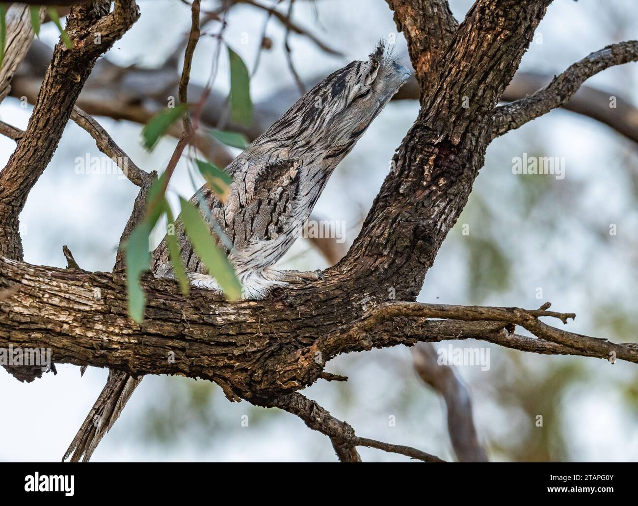 A Tawny Frogmouth (Podargus strigoides) camouflaged on a tree. New ...