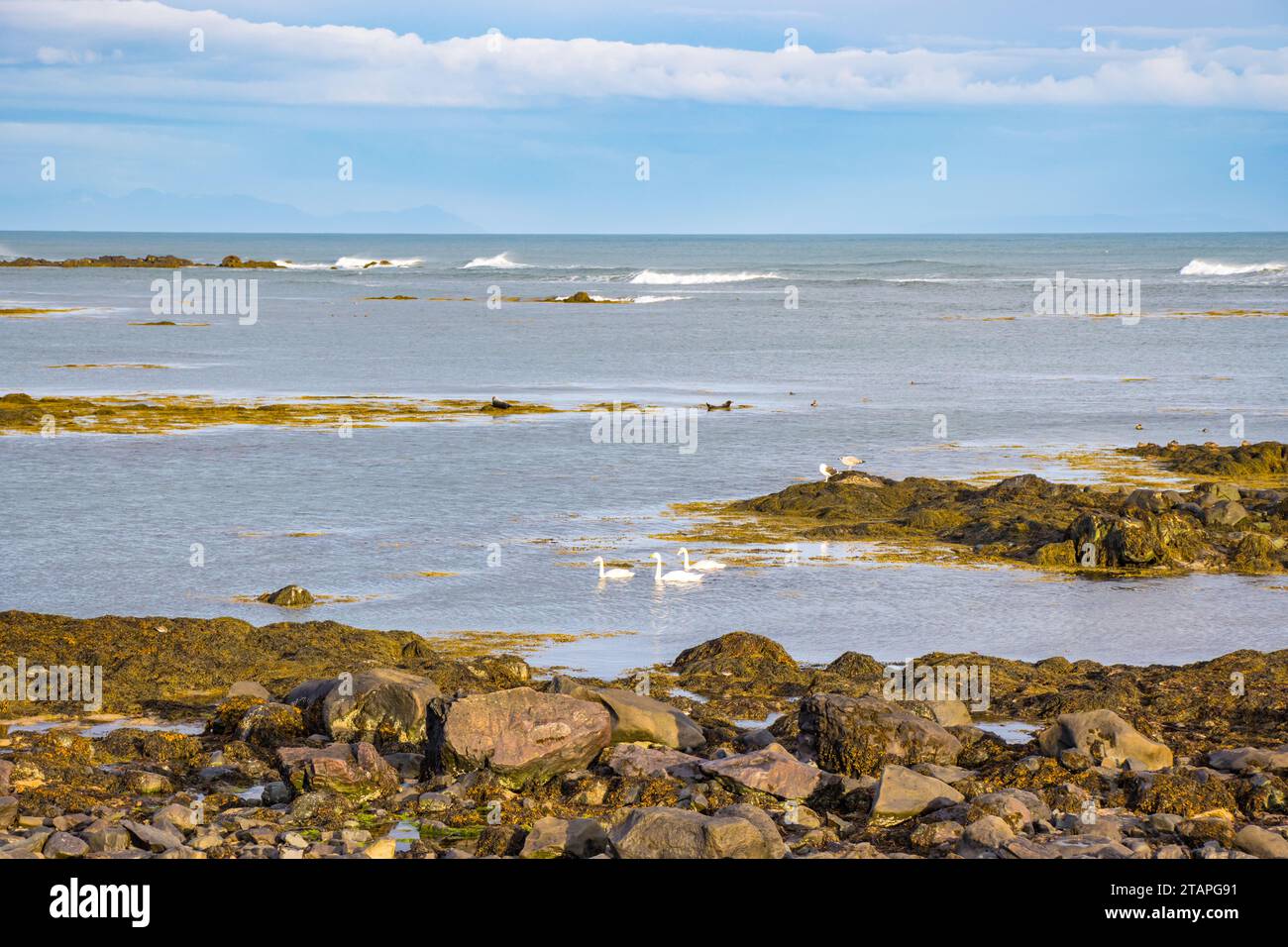 Beautiful Swan Birds and Seal seen in the distant in the Atlantic Ocean ...
