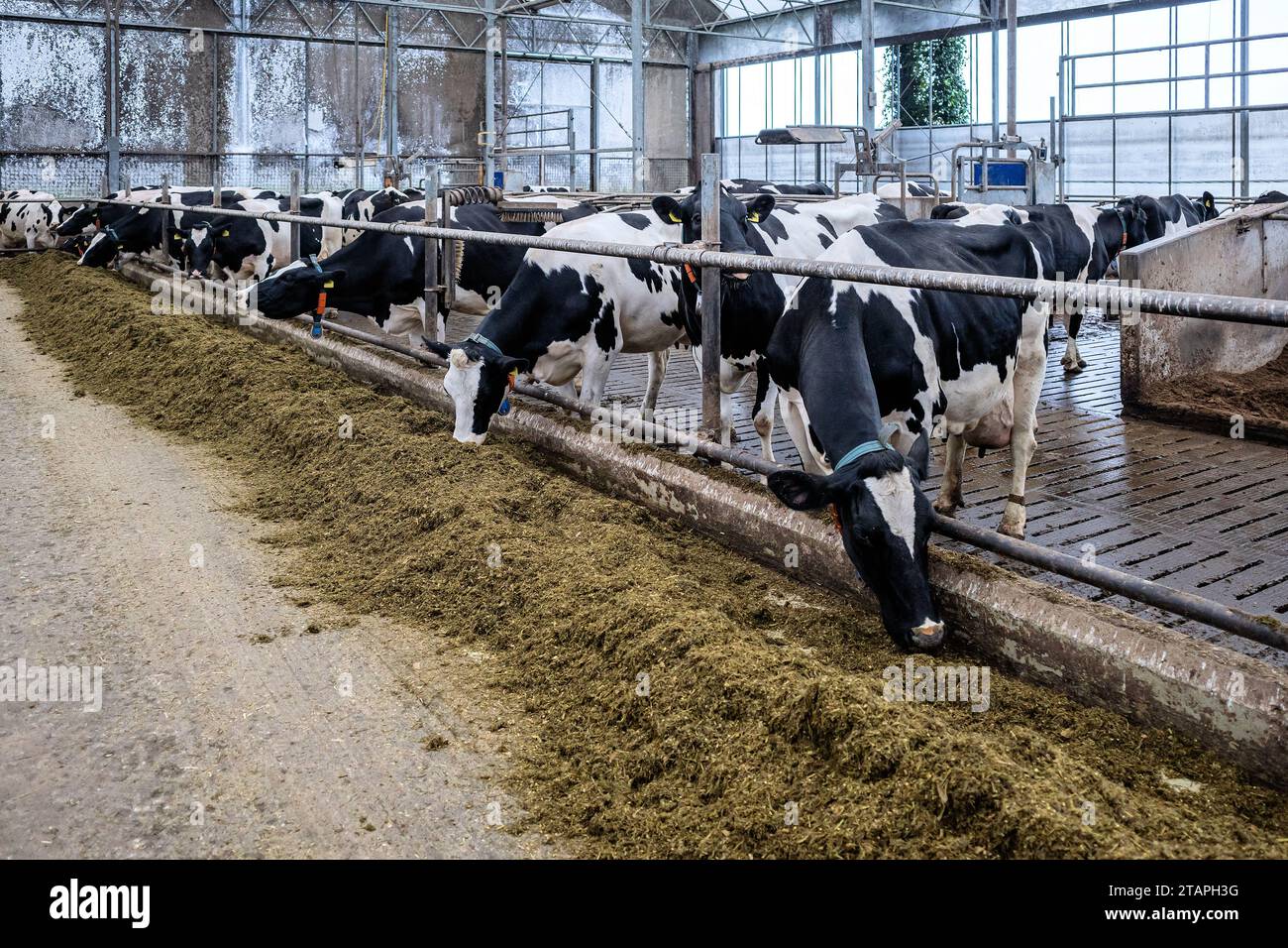 White cows in barn dairy hi-res stock photography and images - Alamy