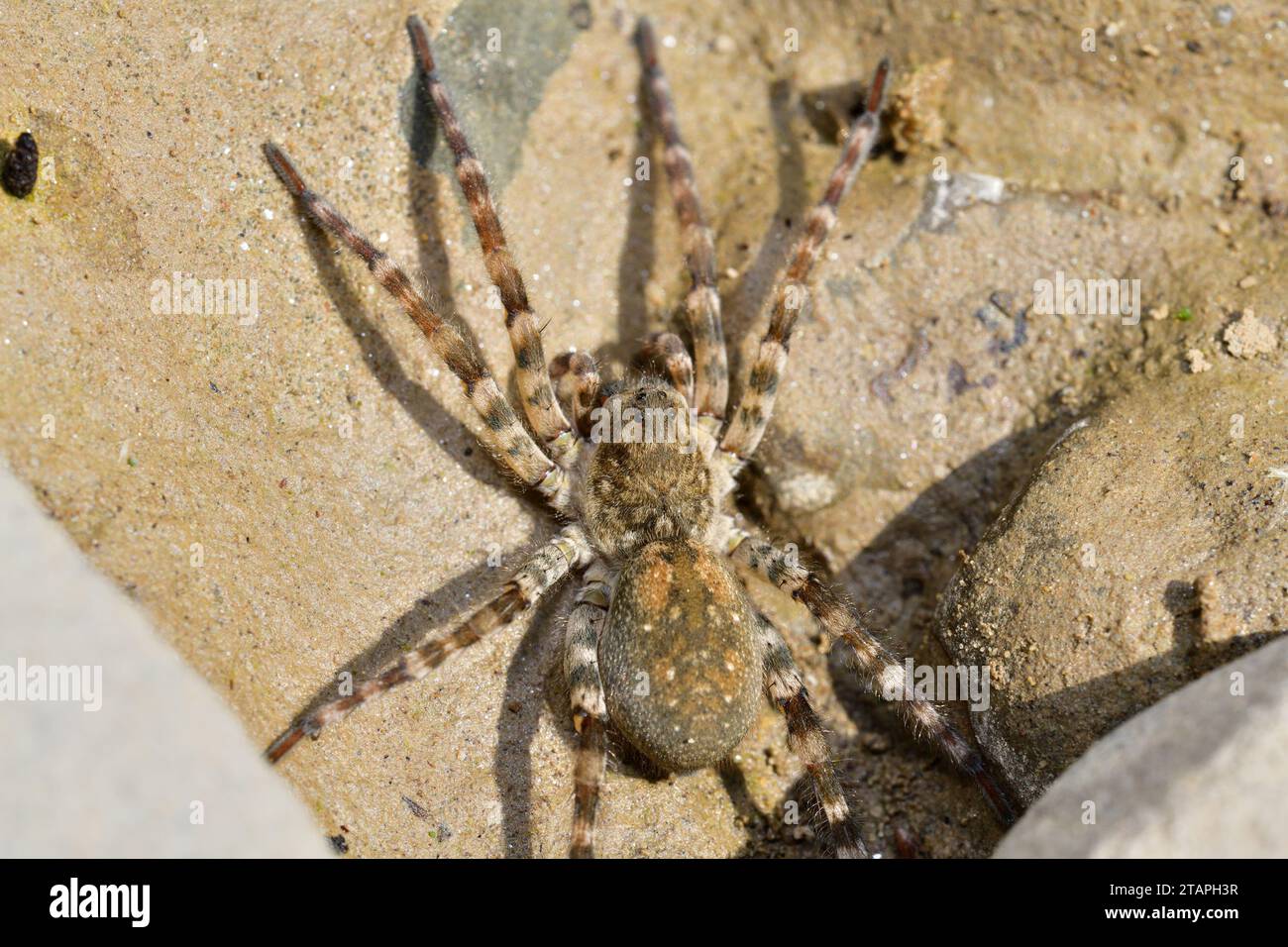 Macro photo of spider lycosa on the river stone Stock Photo - Alamy