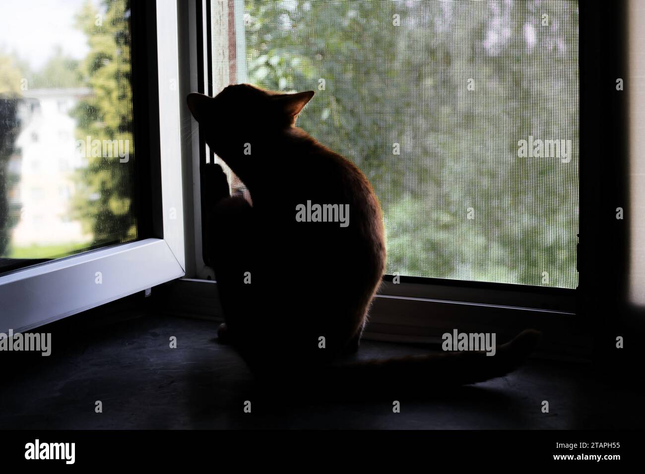 A red cat sits on a windowsill and looks out the window Stock Photo - Alamy