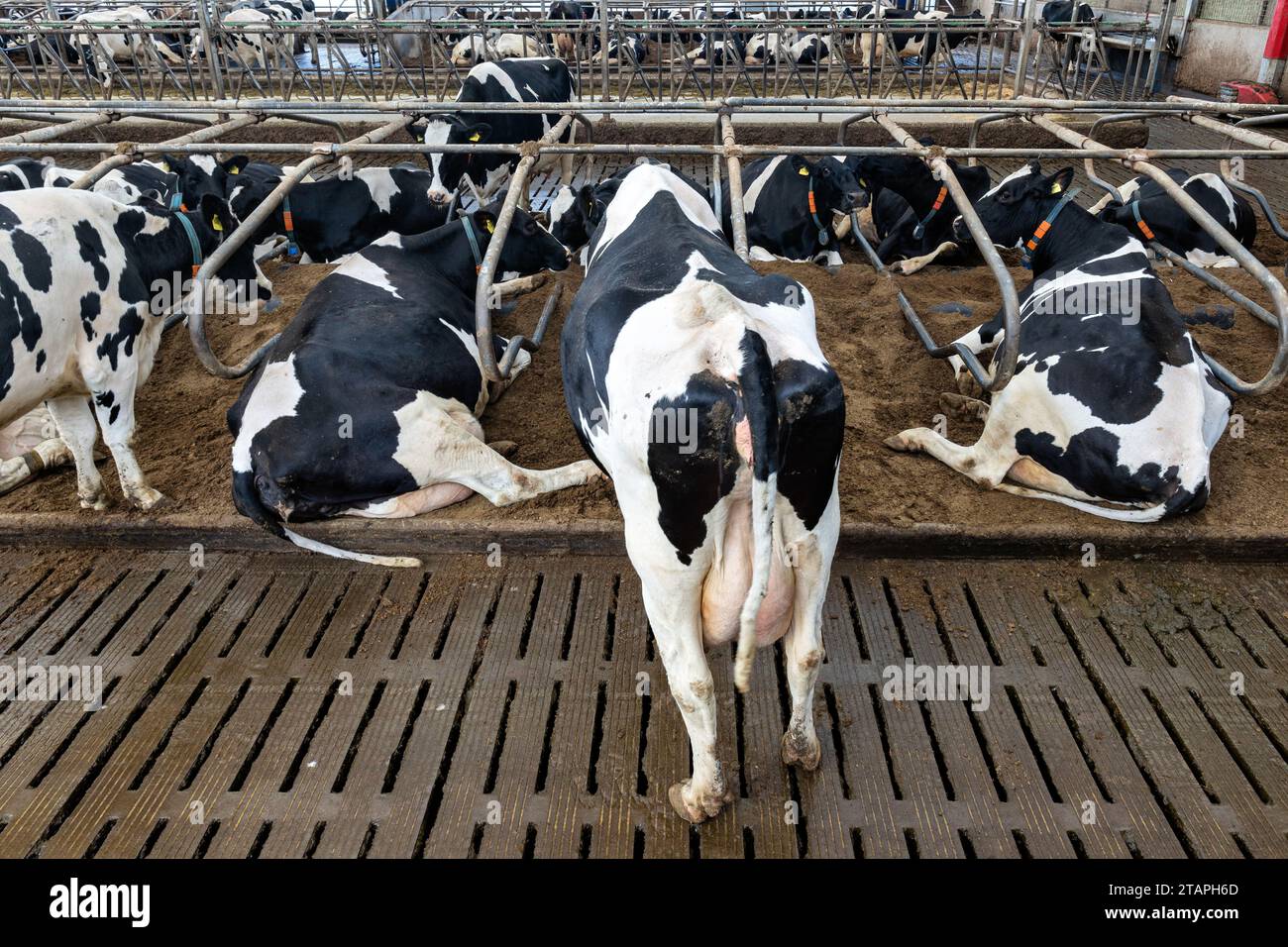 Modern dairy farming hi-res stock photography and images - Alamy