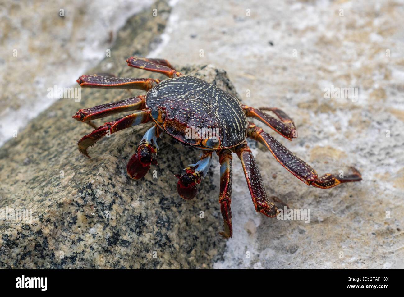 Red Sally Lightfoot Crab (Grapsus grapsus) on rock at the beach in ...