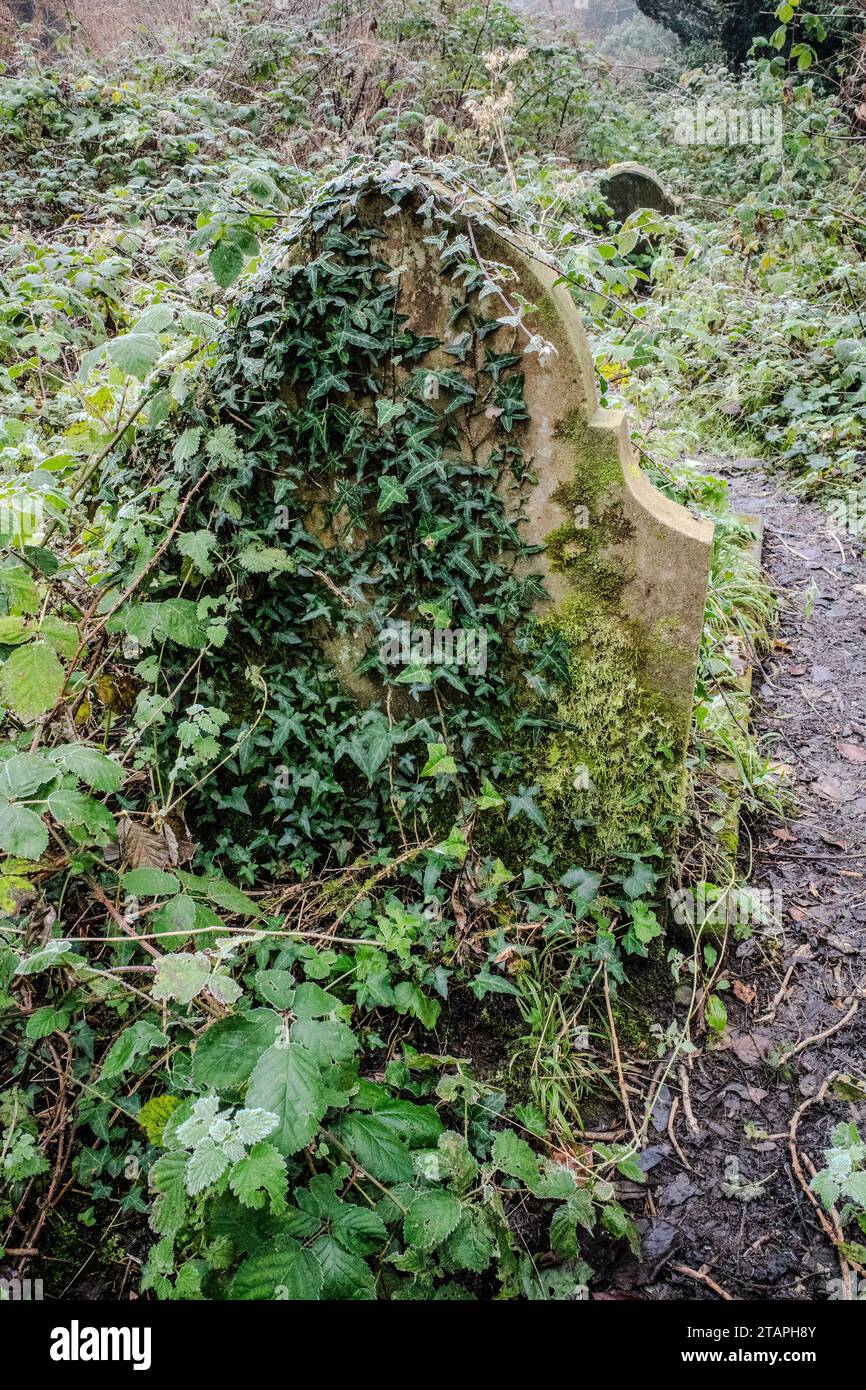 Frosty Winter's day in a cemetery in Cardiff, Wales. Ivy-covered ...