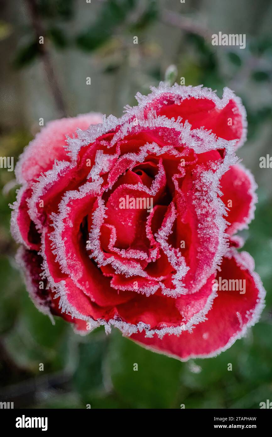 Frost covered rose petals in close-up on a bitterly cold Winter's ...