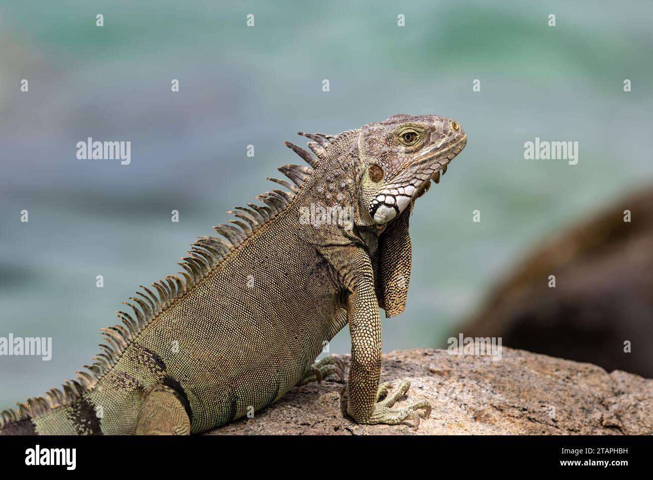 Closeup of Green Iguana (Iguana iguana) on the island of Aruba ...