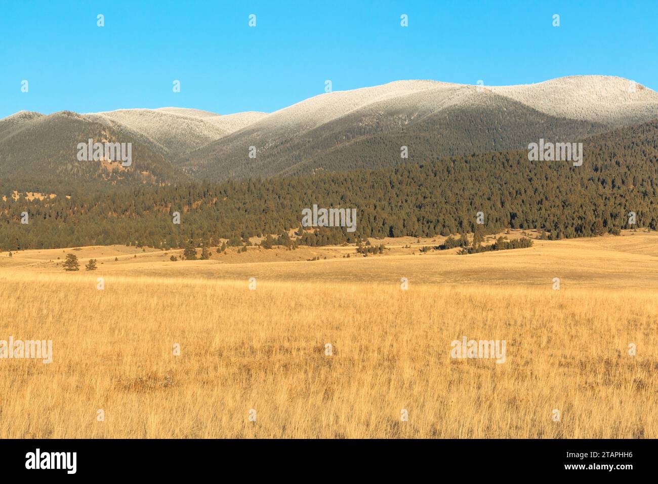 forested mountains along the continental divide above grasslands near ...