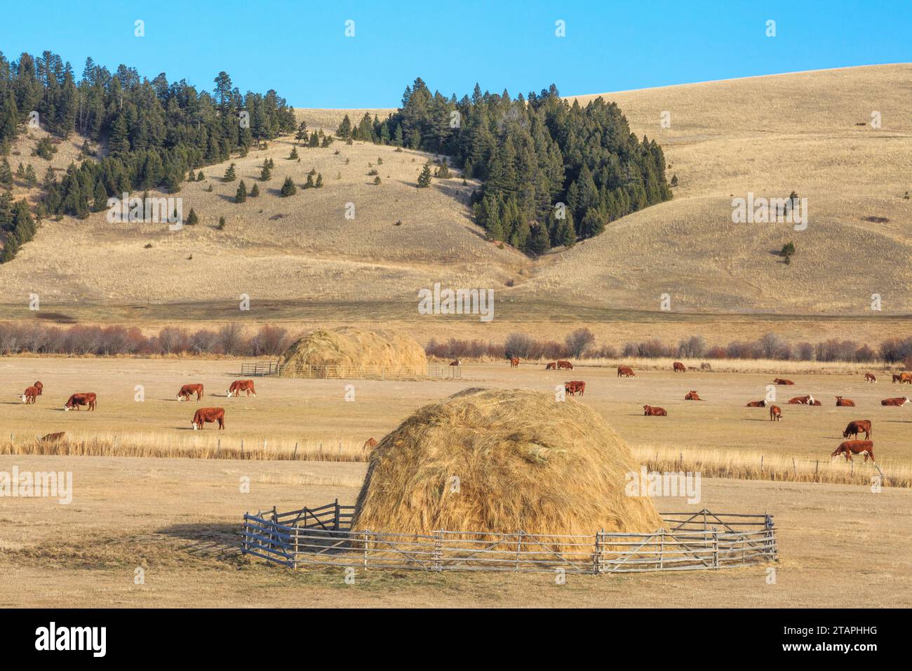 haystacks and cattle on a ranch in the threemile creek valley near avon ...