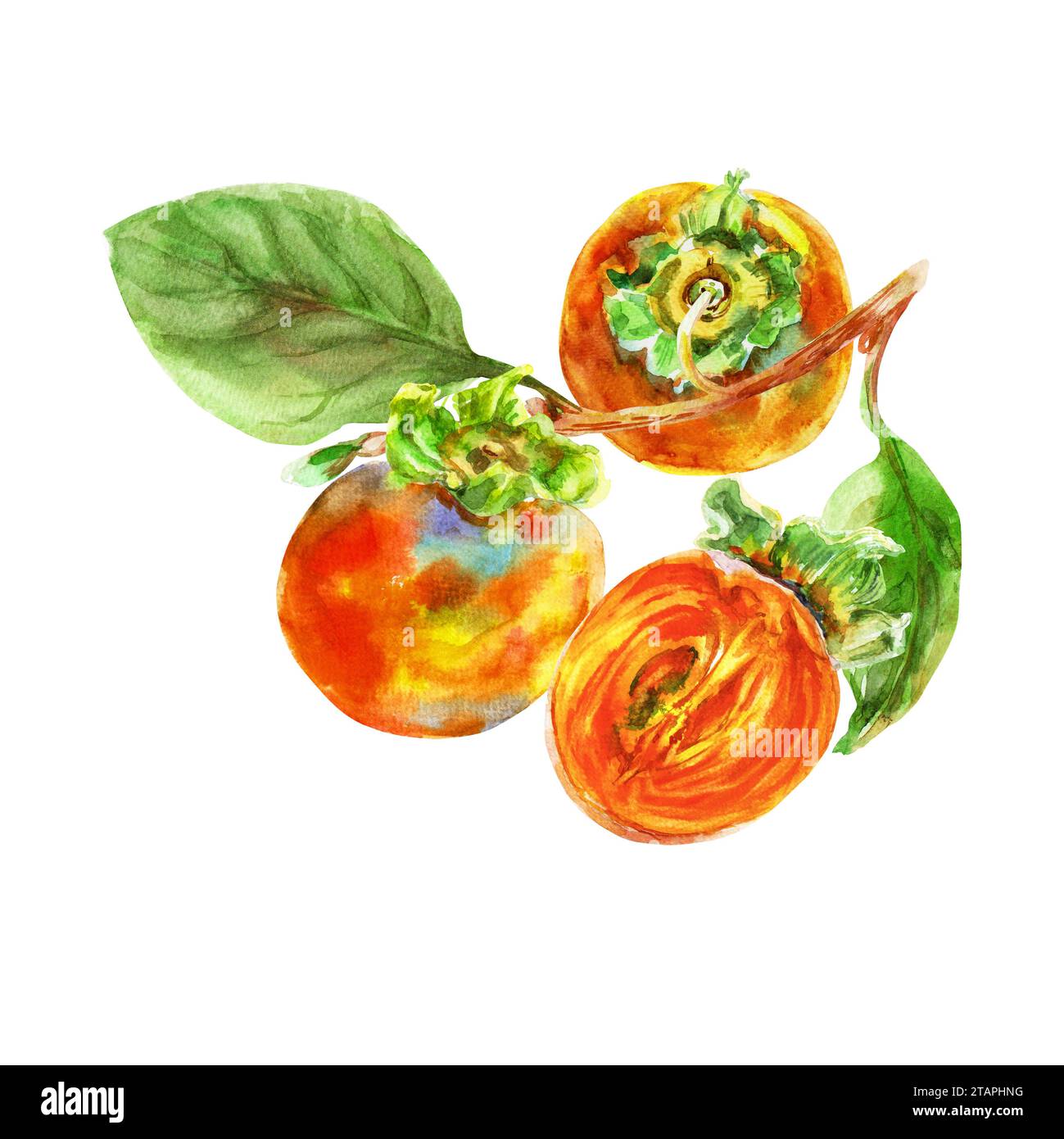 Persimmon artwork hi-res stock photography and images - Alamy