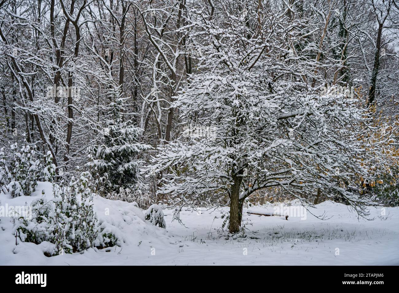 Winter landscape after the first snowfall Stock Photo - Alamy