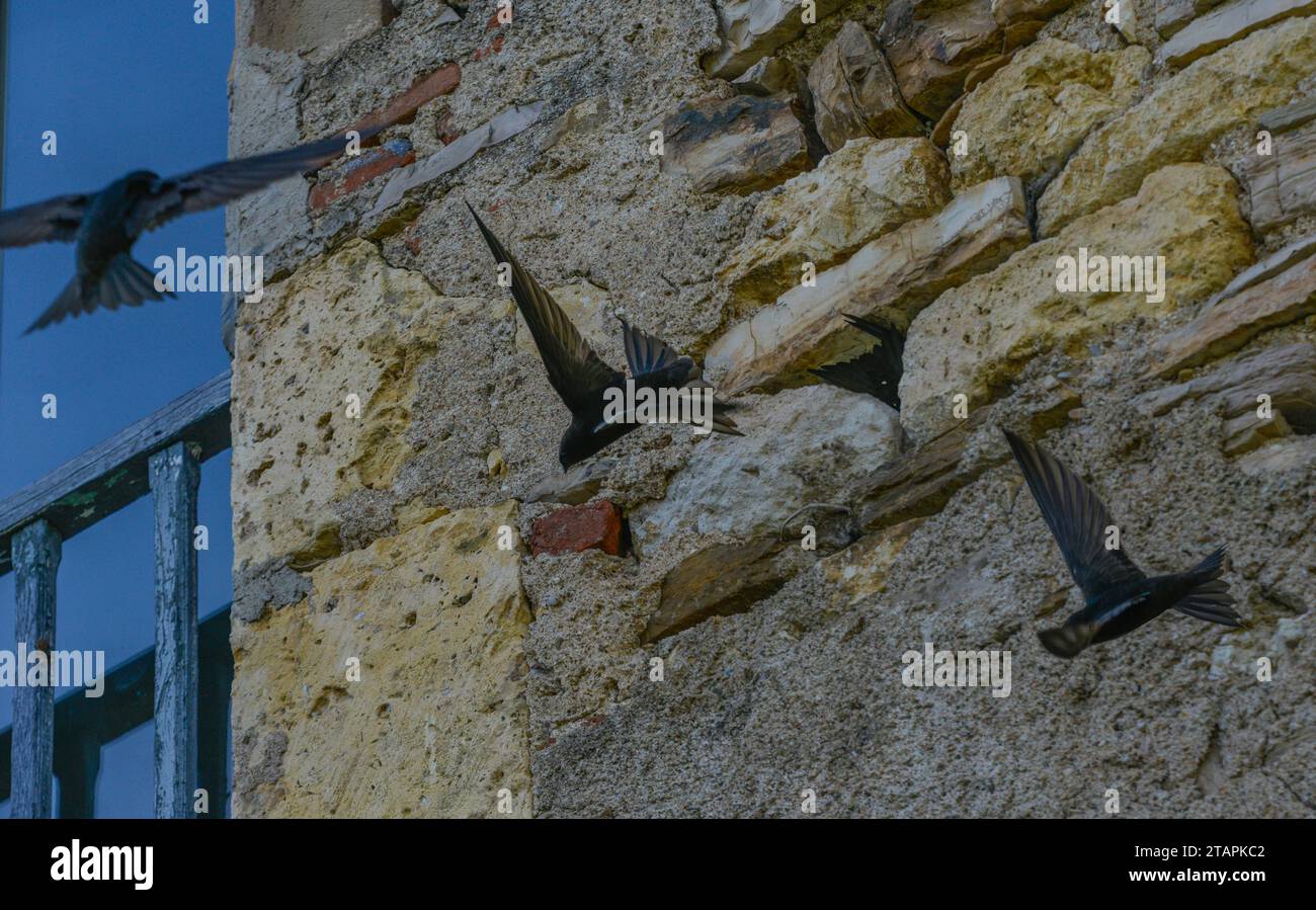 Swift birds hi-res stock photography and images - Alamy