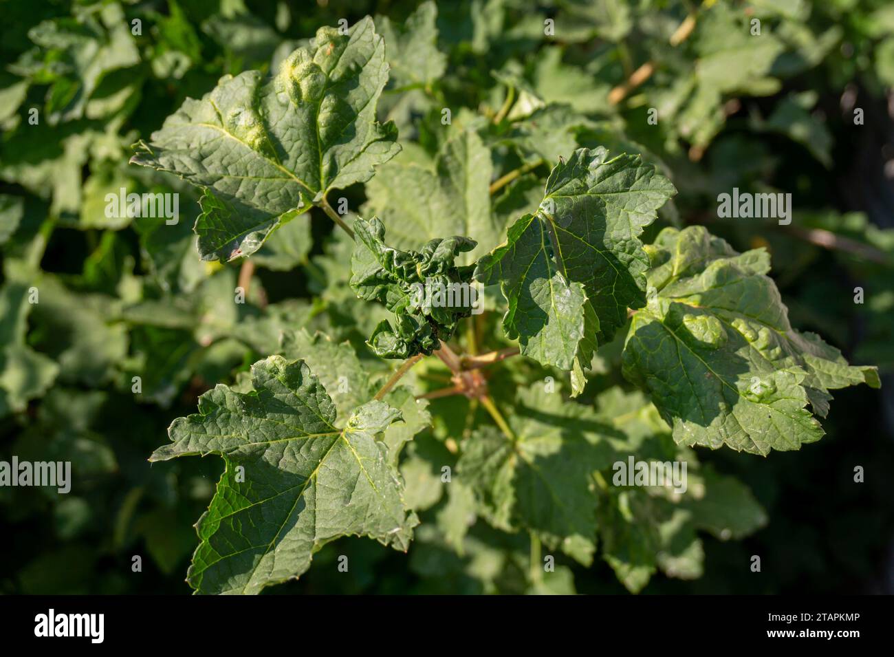 Currant leaves curl, twisted leaves affected by Aphids, close-up Stock ...
