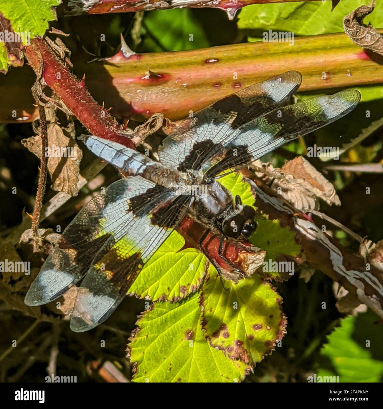 Himalayan flora and fauna hi-res stock photography and images - Alamy