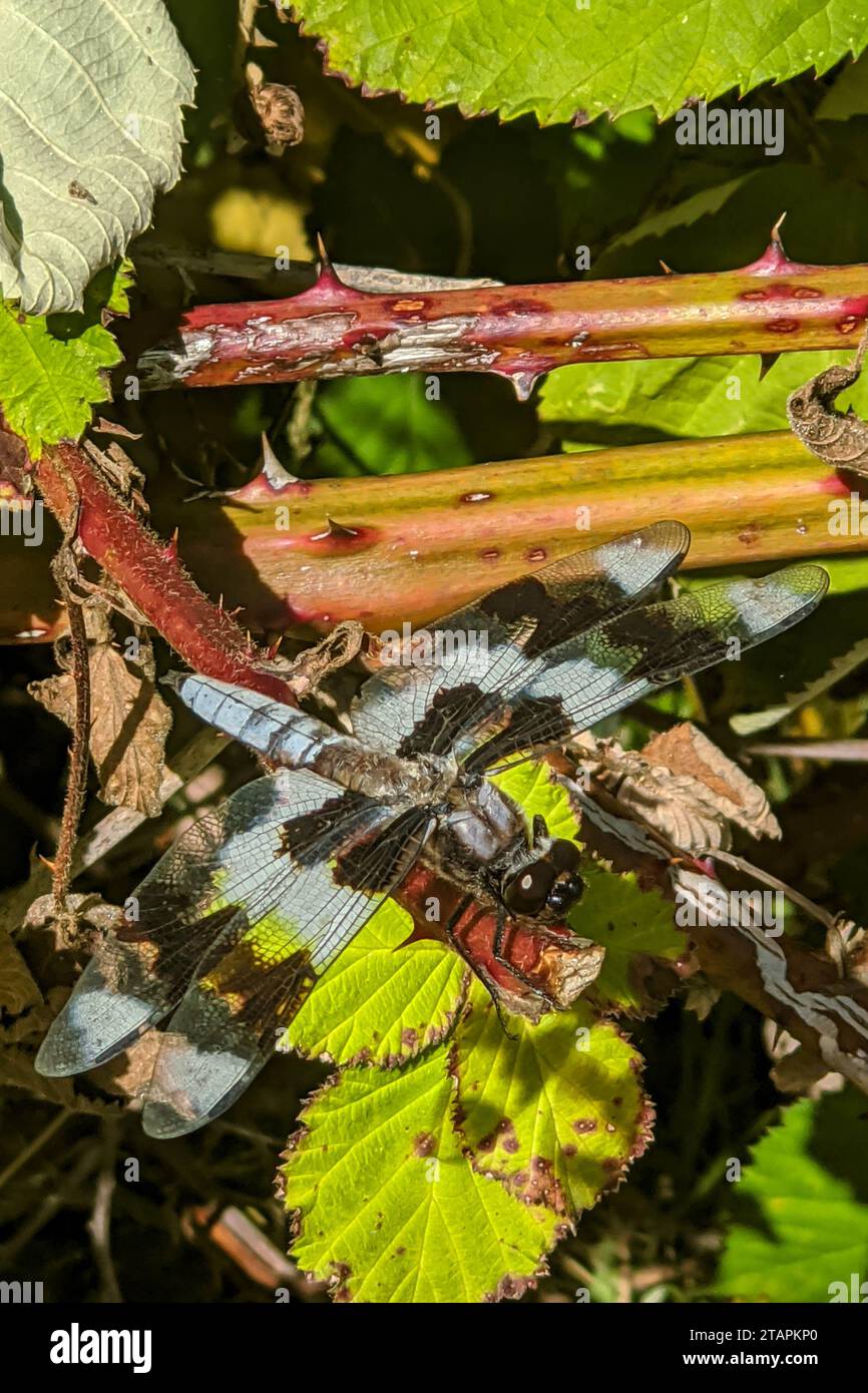 Eight-spotted skimmer dragonfly (Libellula forensis) sunning on a ...