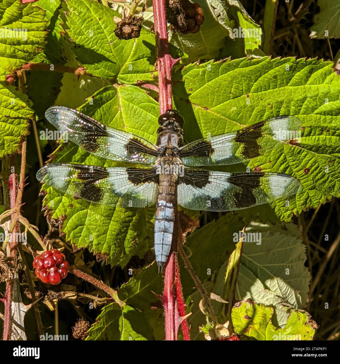 Himalayan flora and fauna hi-res stock photography and images - Alamy