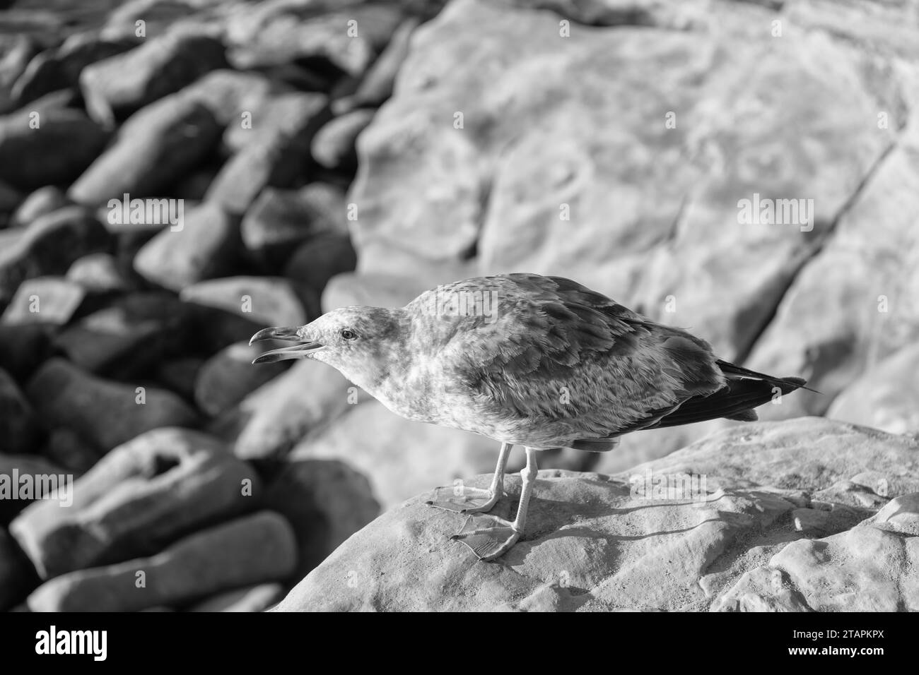 seagull bird outdoor. seagull in wildlife. seagull in nature. photo of ...